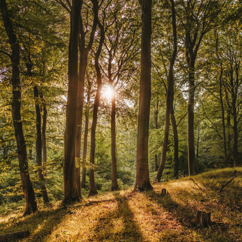BAINS DE FORÊTS : DÉFINITION, BIENFAITS, CONSEILS – Anatae